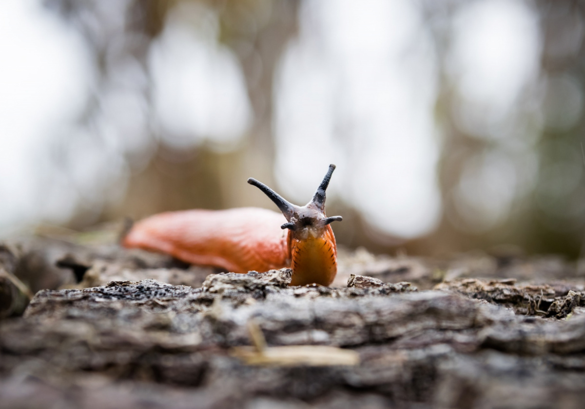 Slimáci na zahrádkách žerou i okrasné rostliny, řešením jsou hlístice ...