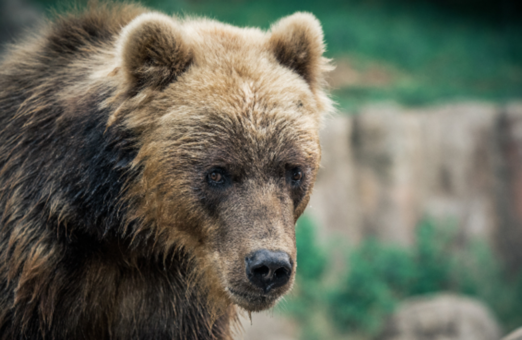 Návštěvnost Zoo Brno se letos meziročně snížila o desítky tisíc - Brňan