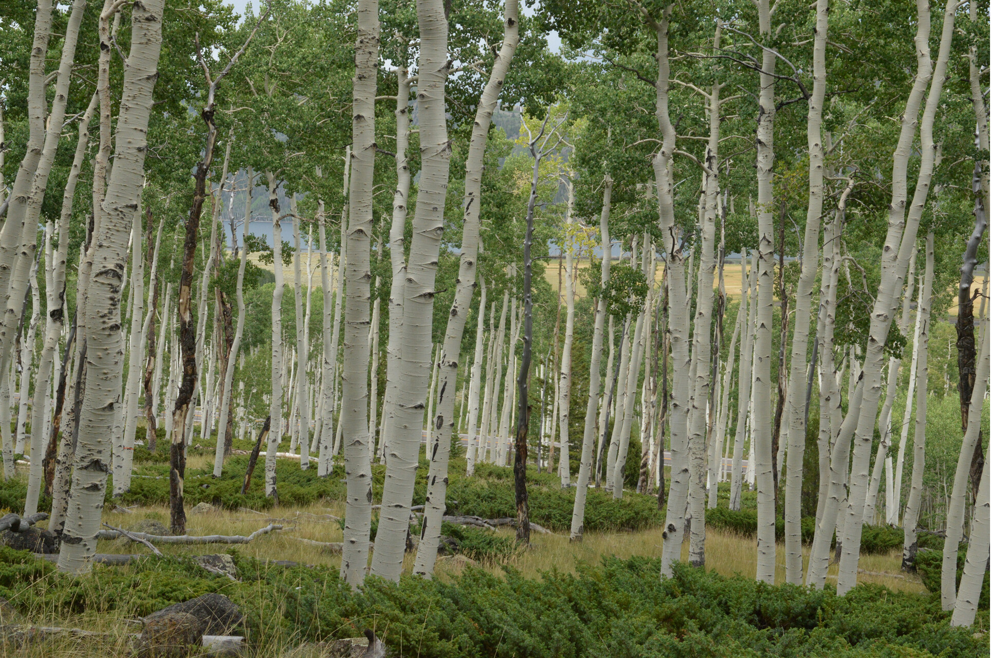 Osika může podle brněnských vědců sehrát významnou roli v otázce ...