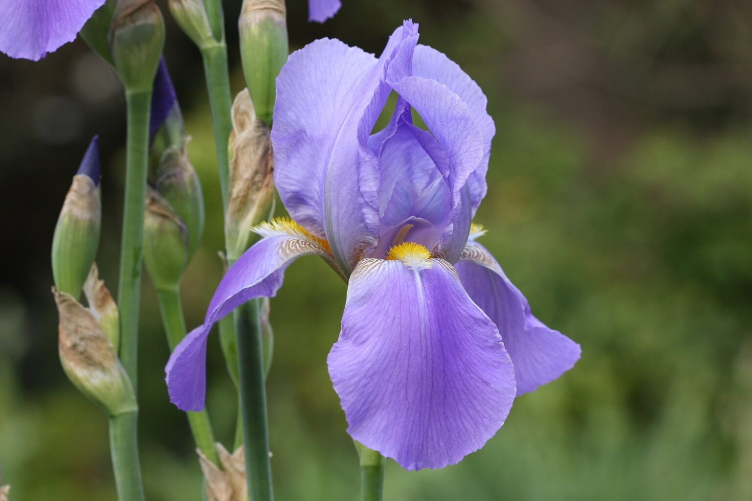 kosatce Štítek - Brňan