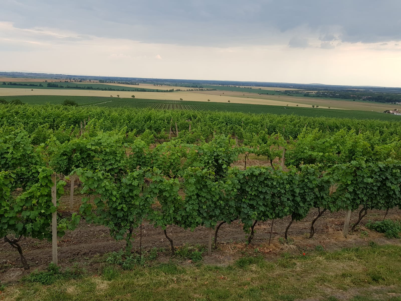 Vinaři v ČR letos vysadili o 61 procent vinic méně, celková plocha ...